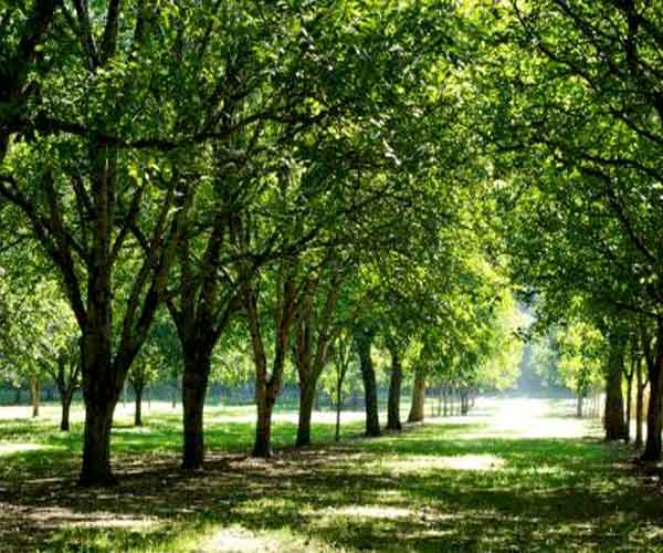 Landmark Tree Planting Takes Place At Donegal National Park | Irish ...