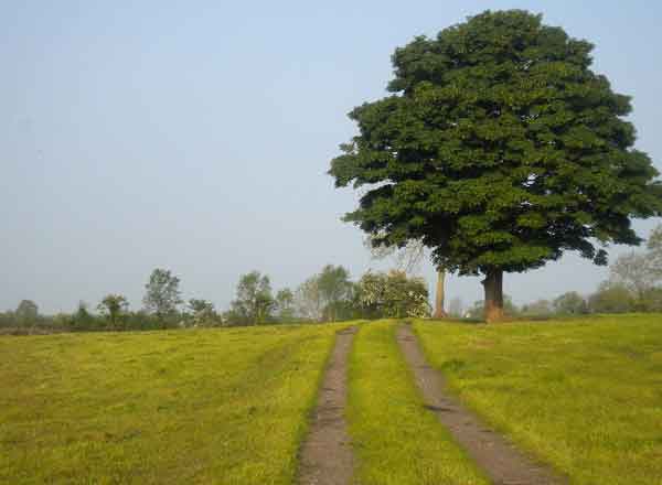 Minister Announces Native Tree Area Project | Irish Construction News