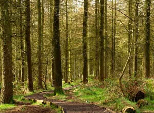 NI Forest Service Welcomes New UK Forestry Standard | Irish ...