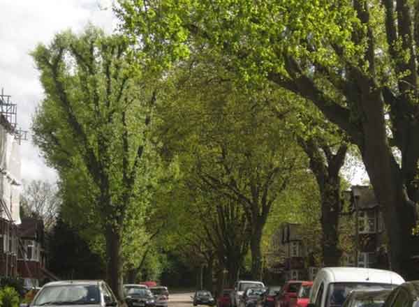 Council Launches Belfast Tree Strategy | Irish Construction News