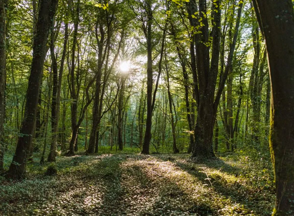 Progress Made On GRAHAM's Tree Planting Target | Irish Construction News